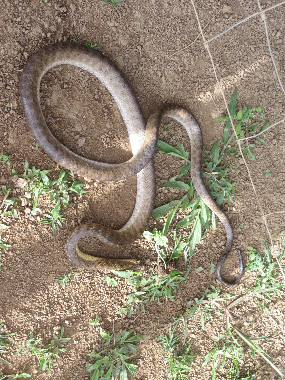 Night of the Killer Snakes | Chris and Maggie Hostetter